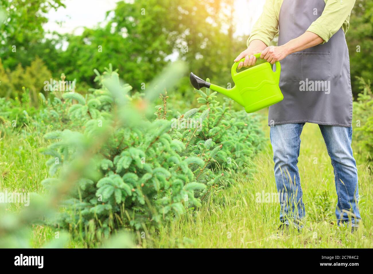 Watering grass fir trees hi-res stock photography and images - Alamy