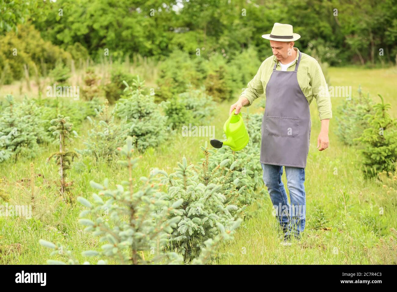Watering grass fir trees hi-res stock photography and images - Alamy