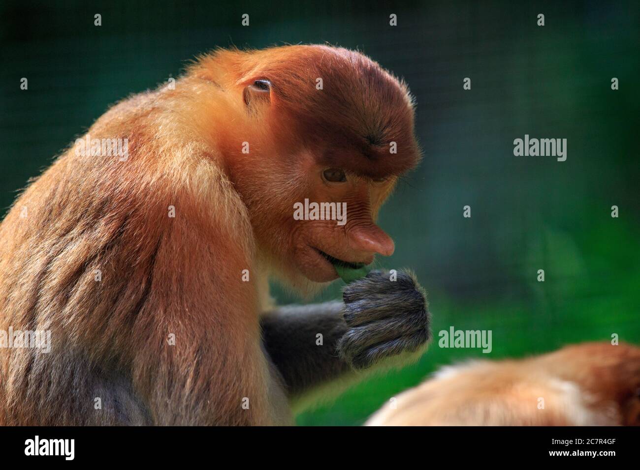 Close up of male Proboscis monkey Stock Photo - Alamy