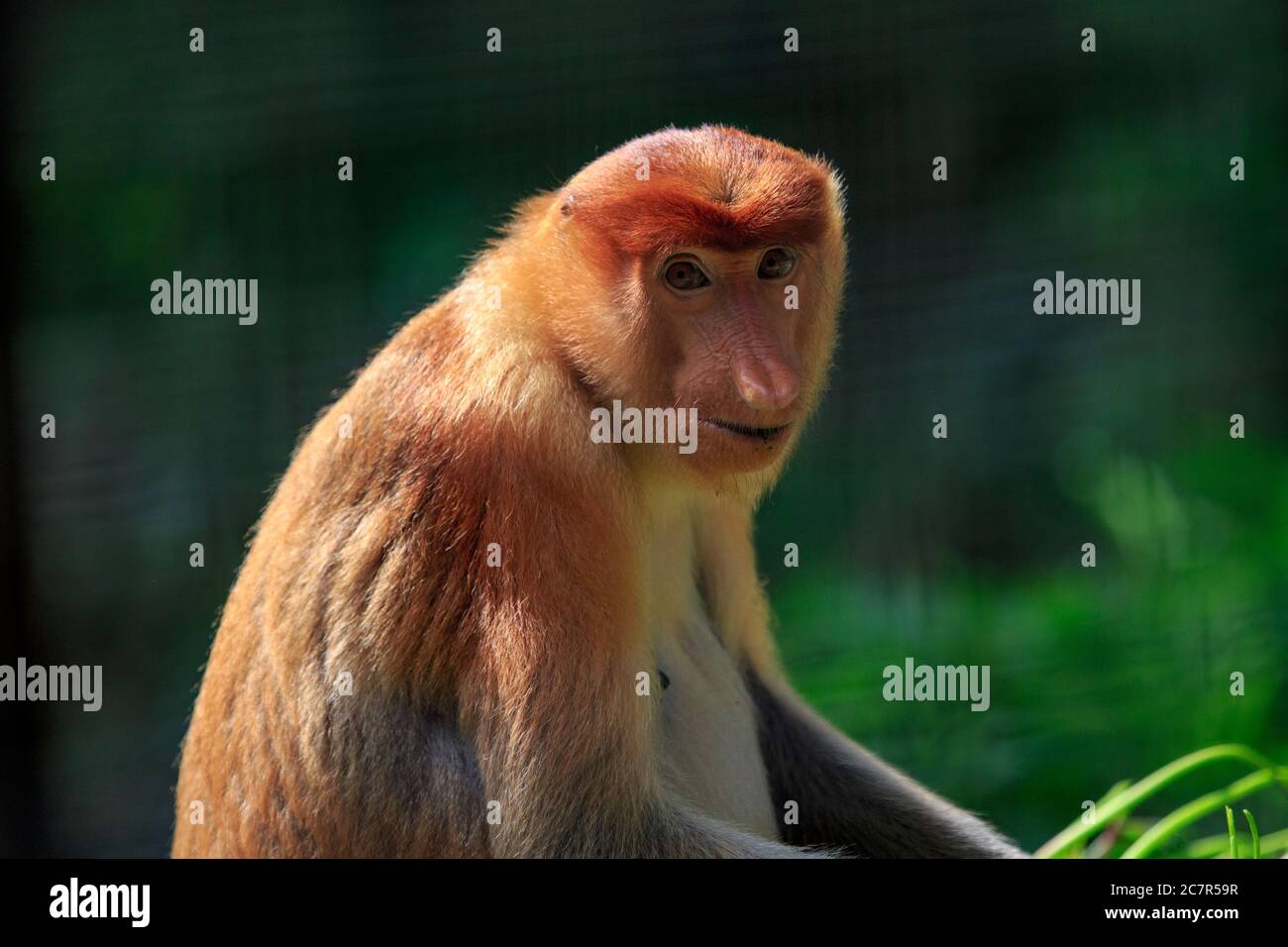 Close up of male Proboscis monkey Stock Photo - Alamy
