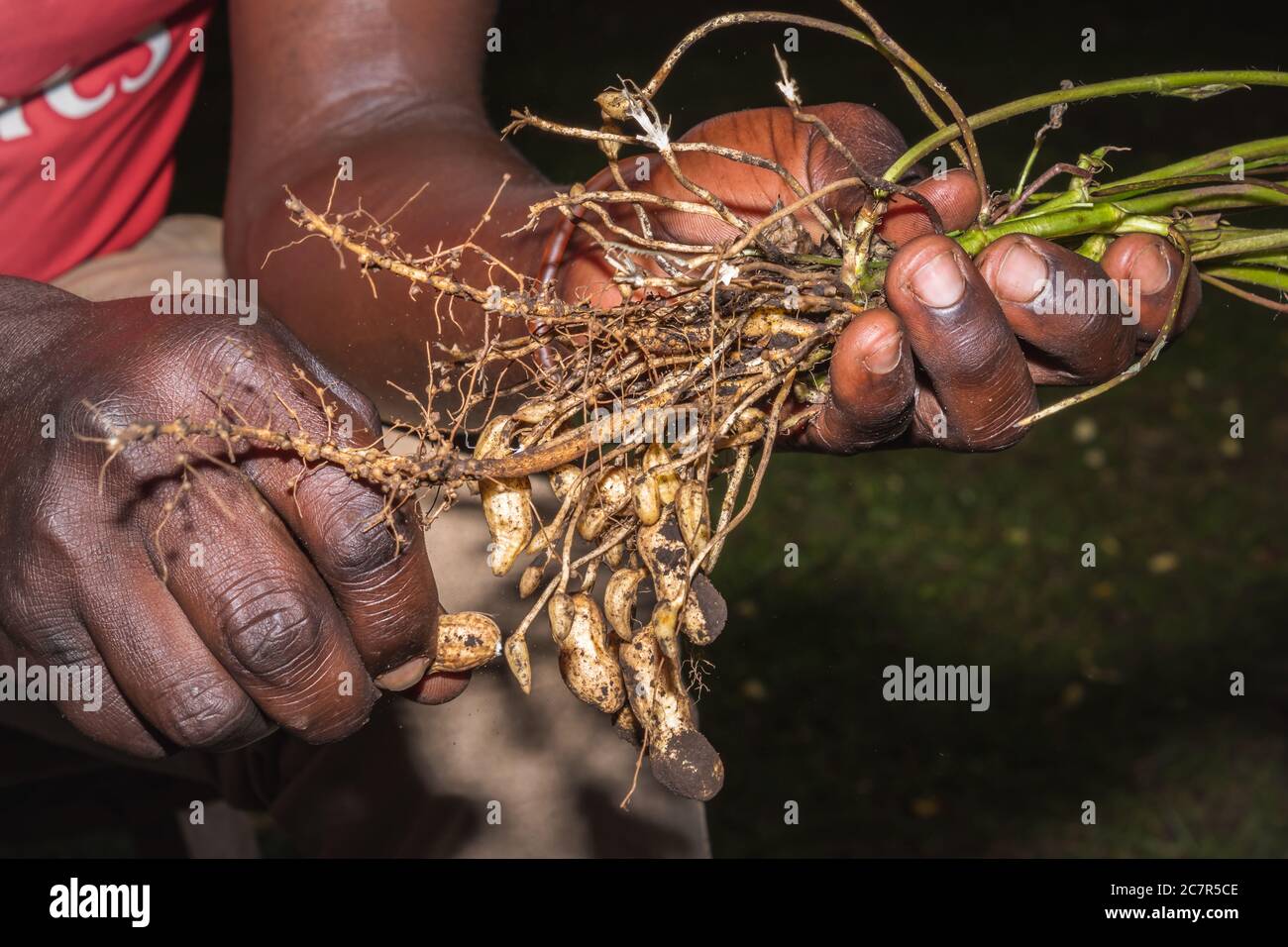 Peanuts growing on plant (Arachis hypogaea) being harvested, Uganda ...