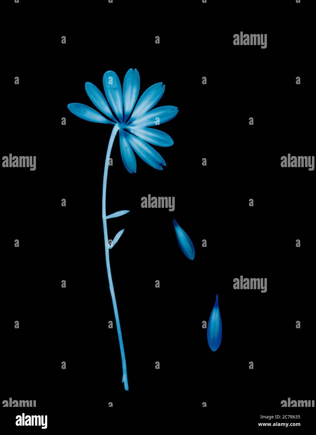 Daisy flower petals falling hi-res stock photography and images - Alamy