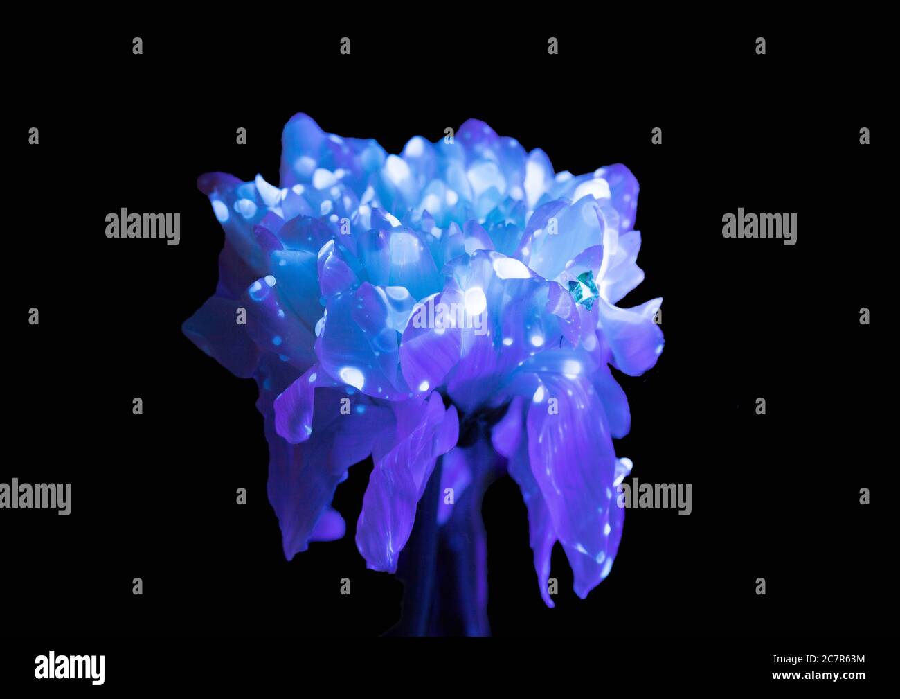 Glowing blue flower Stock Photo - Alamy