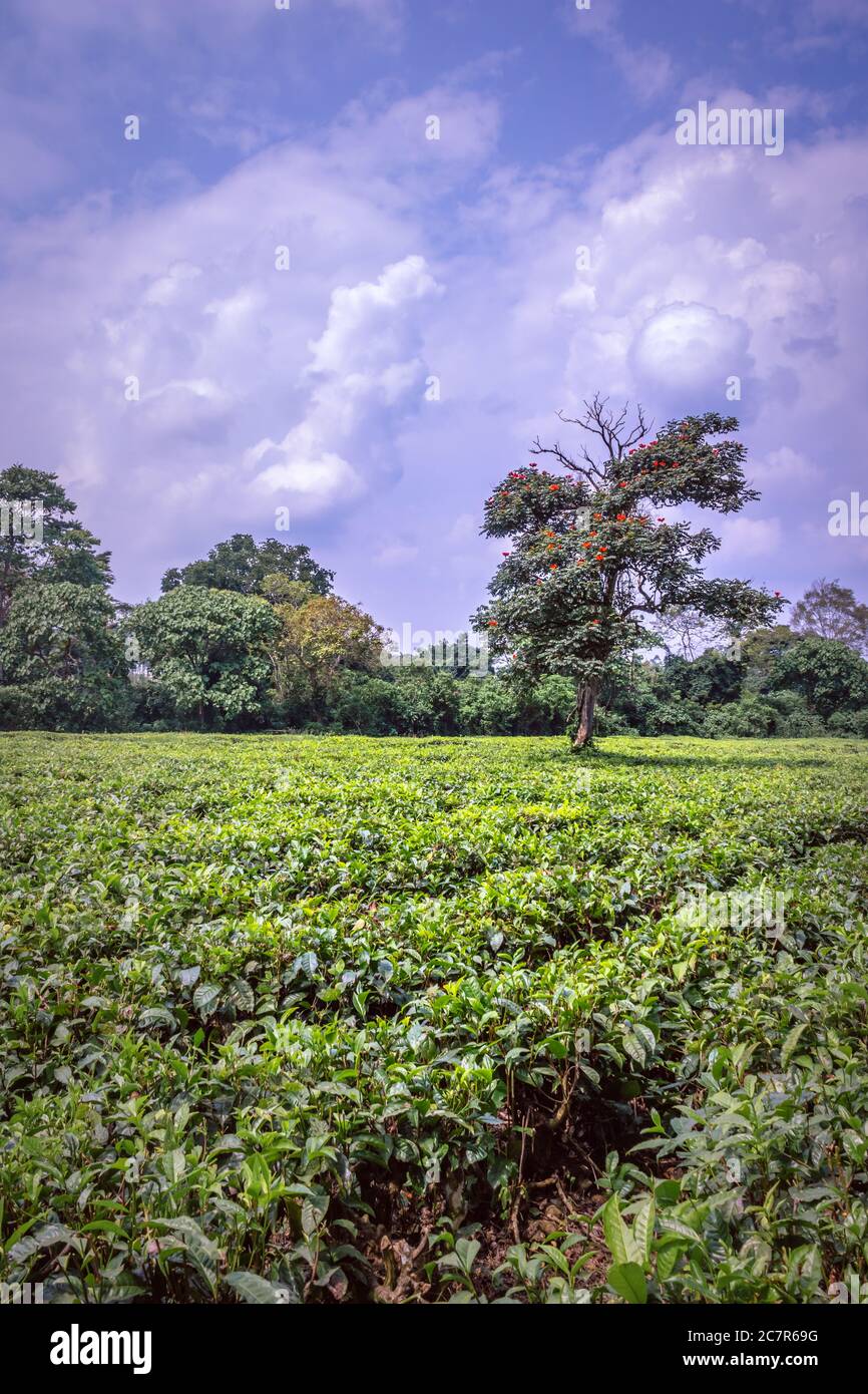 View of workers harvesting in a tea (Camellia sinensis) plantation ...
