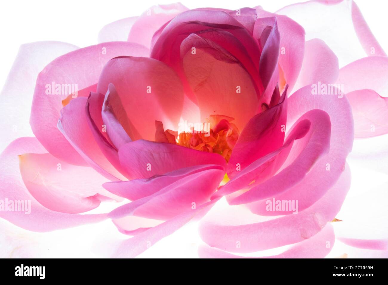 An open pink rose Stock Photo - Alamy