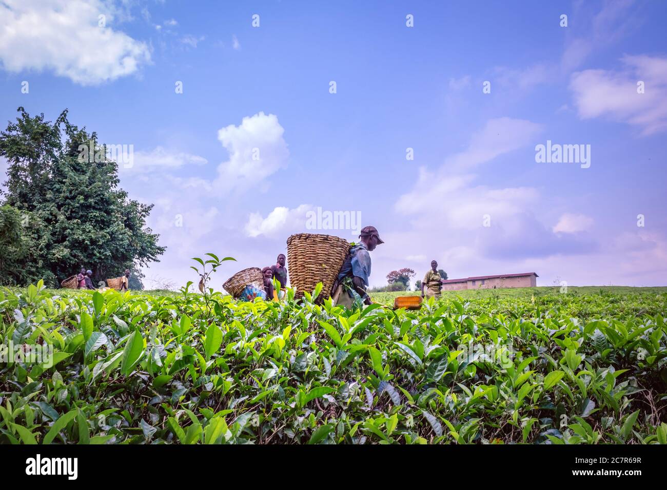Tea plantation fort portal uganda hi-res stock photography and images ...