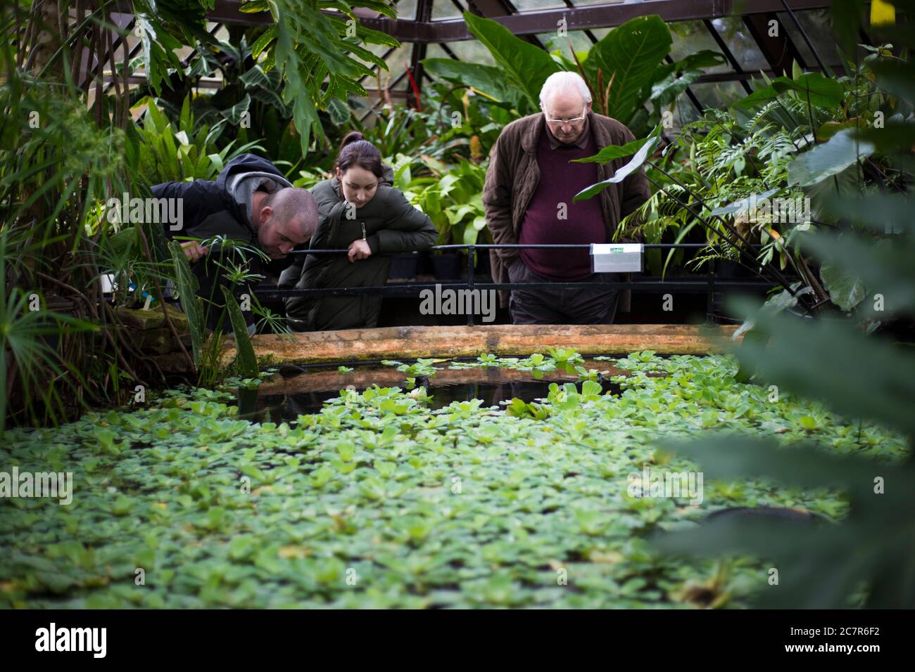 People looking into a pond Stock Photo - Alamy