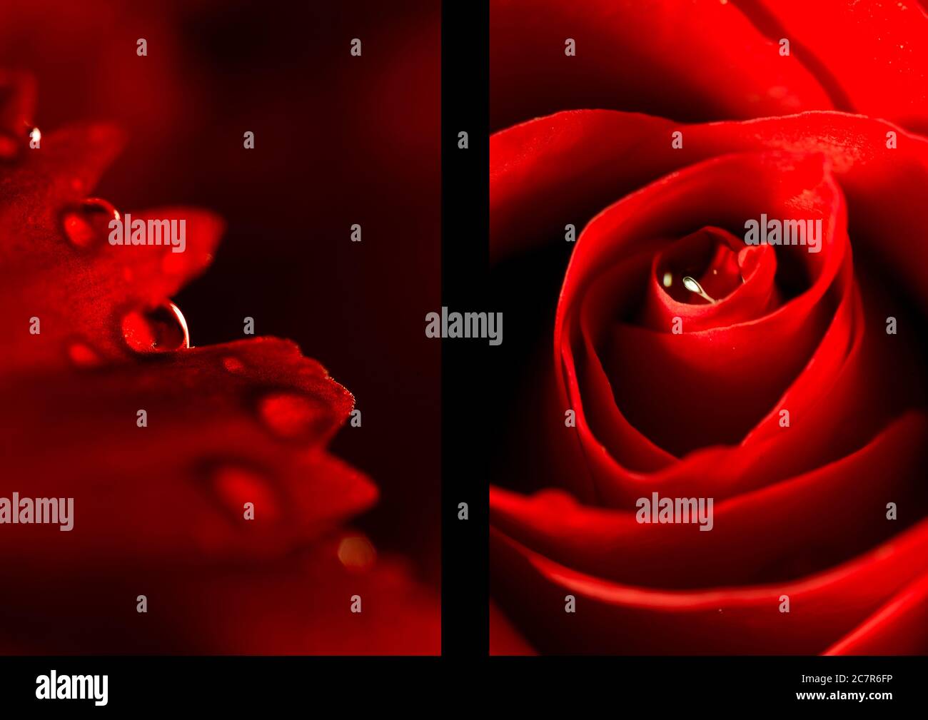 Beautiful bouquet red roses water hi-res stock photography and images ...