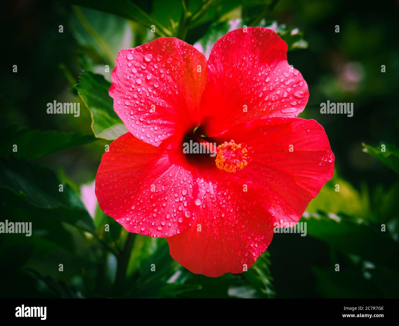 Beautiful yellow red hawaiian hibiscus hi-res stock photography and ...