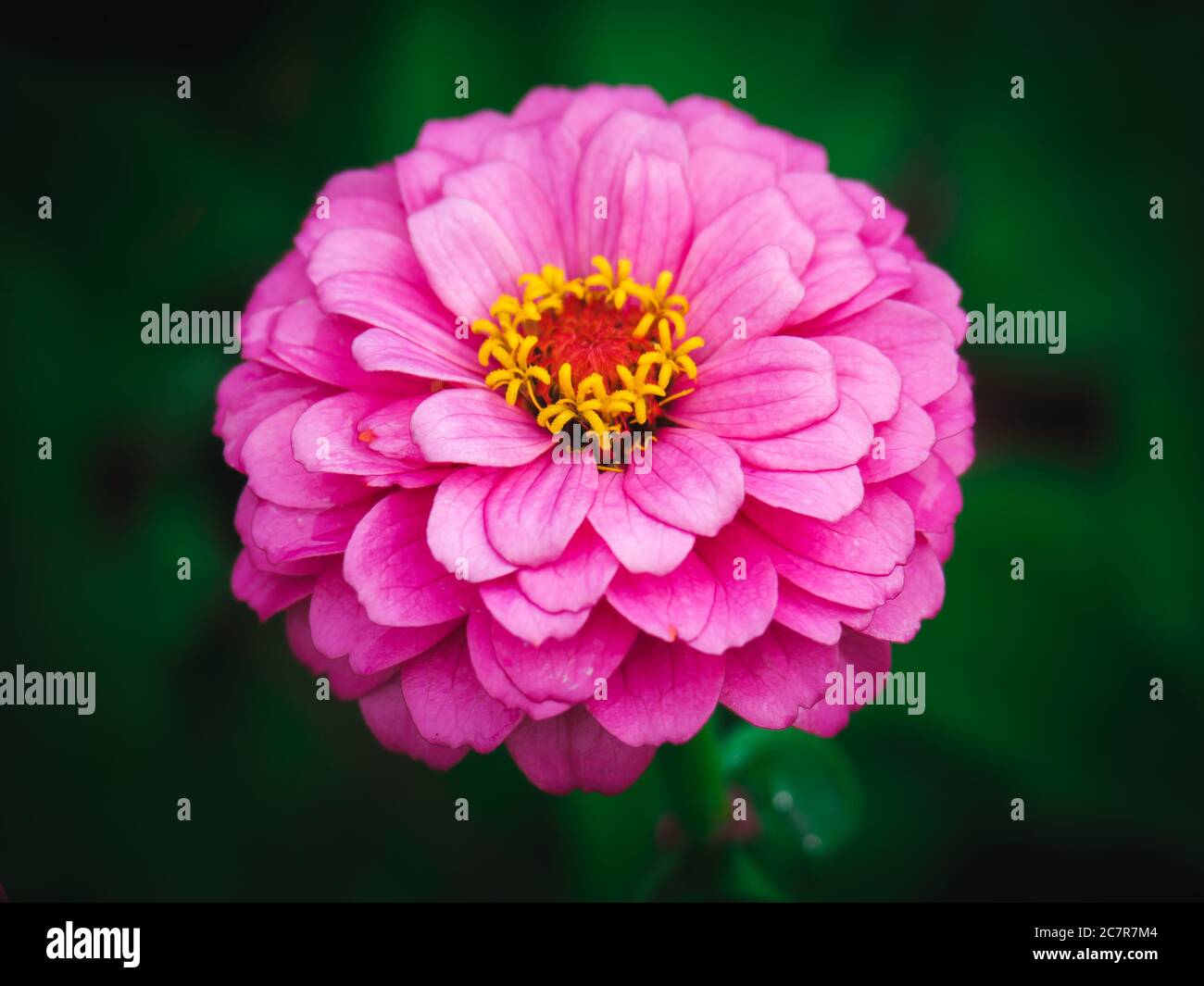 Zinnia flower in park hi-res stock photography and images - Alamy