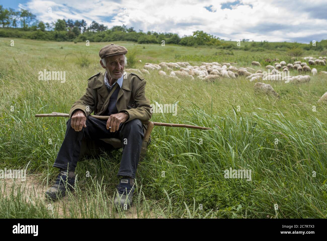 Portrait of an old shepherd with a cane sitting down near his sheep in ...