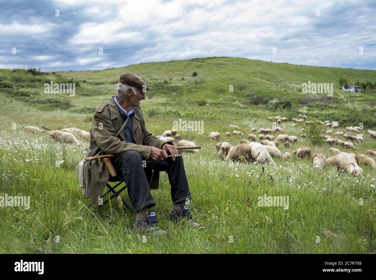 Portrait of an old shepherd with a cane sitting down and smoking near ...
