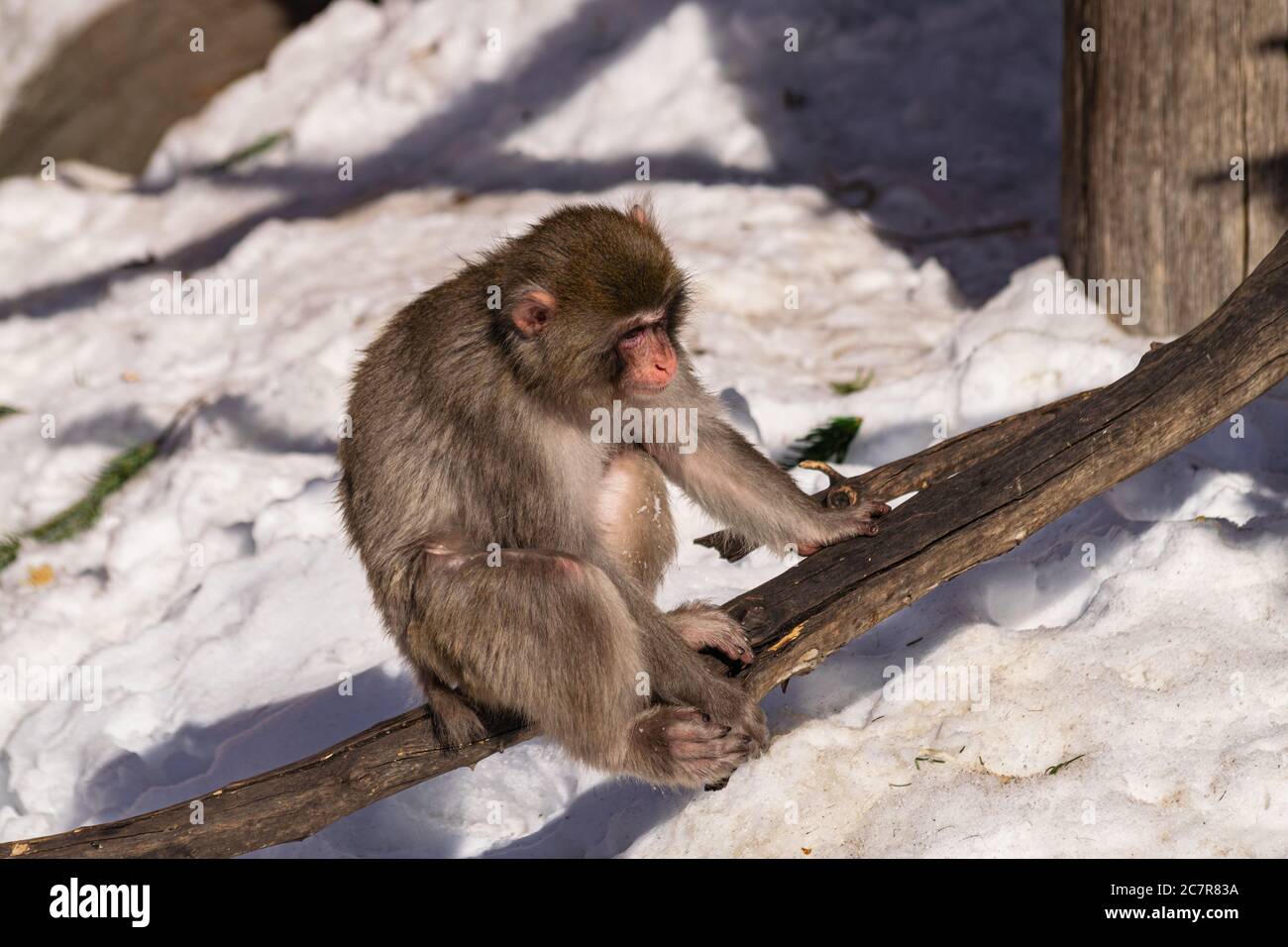 young Japanese Macaque (macaca fuscata) on a trunk with snow background ...