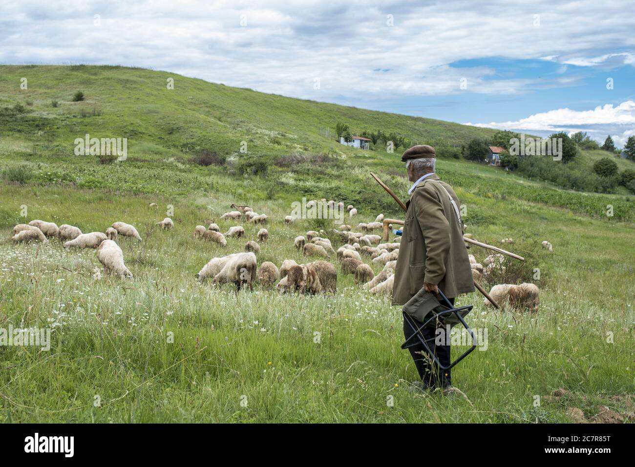 Portrait of an old shepherd holding a chair pointing at his sheep with ...
