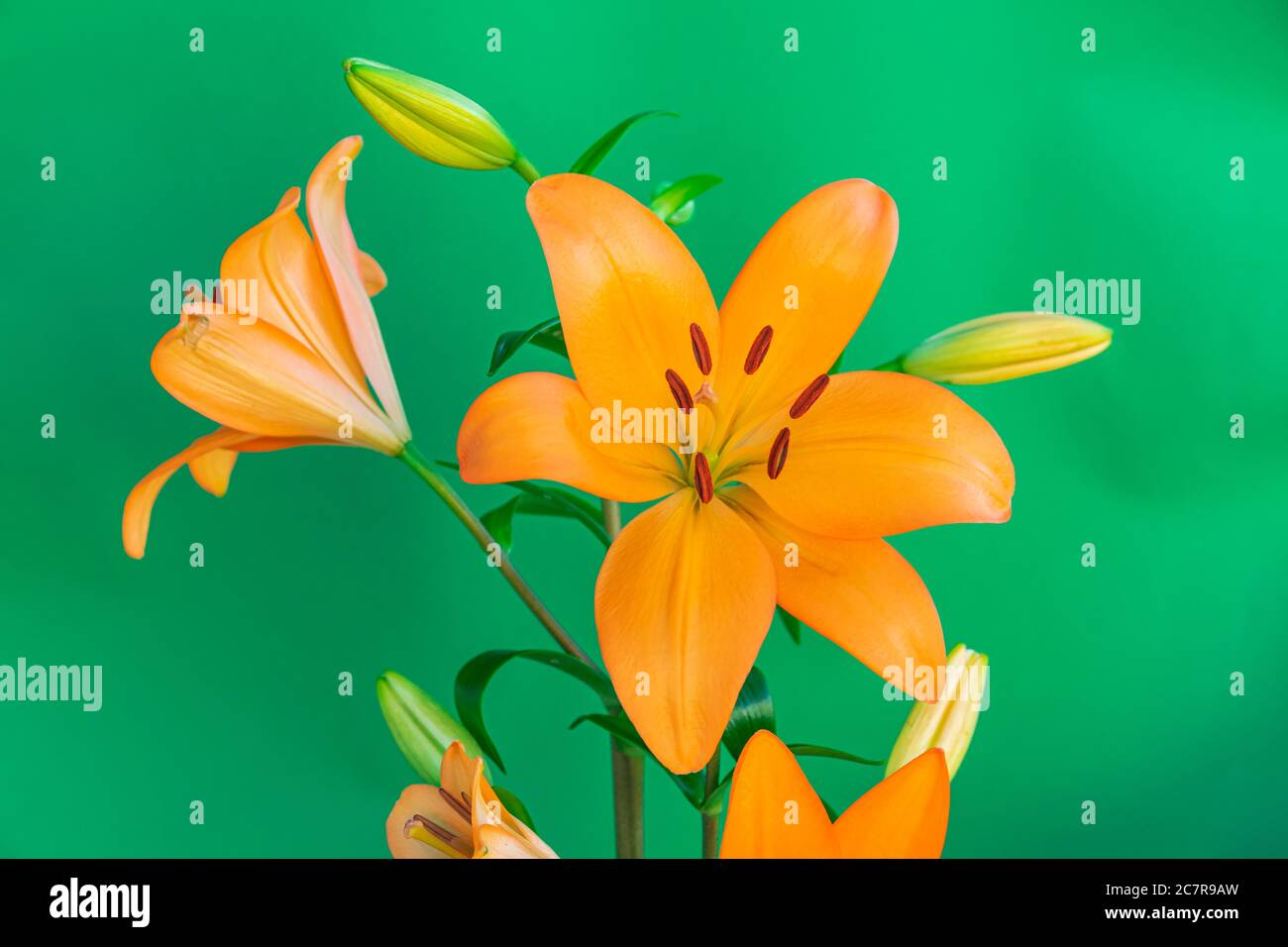 Blooming bouquet bright orange hi-res stock photography and images - Alamy