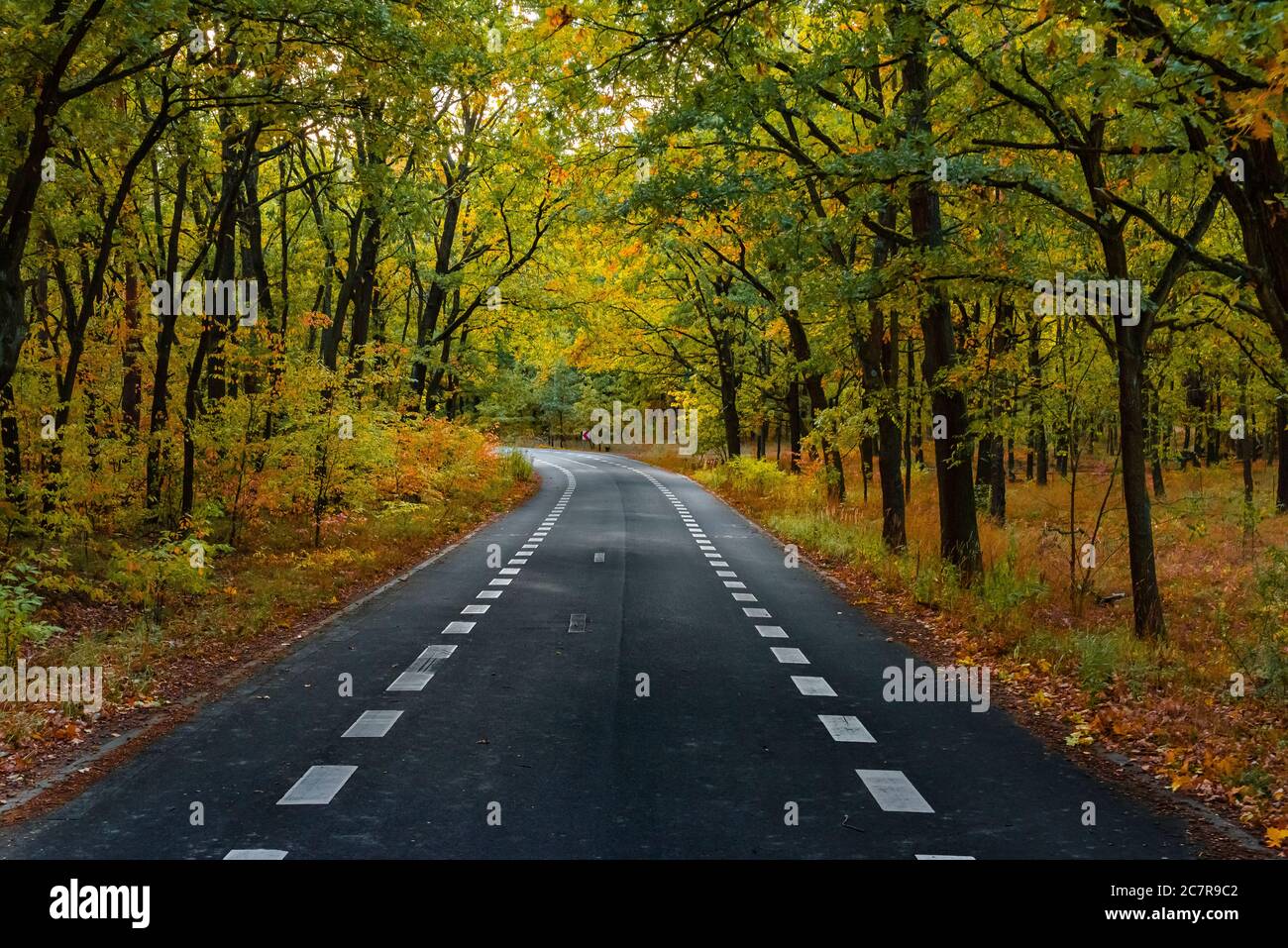 Road through an autumn forest, An autumn forest with a road, nice ...
