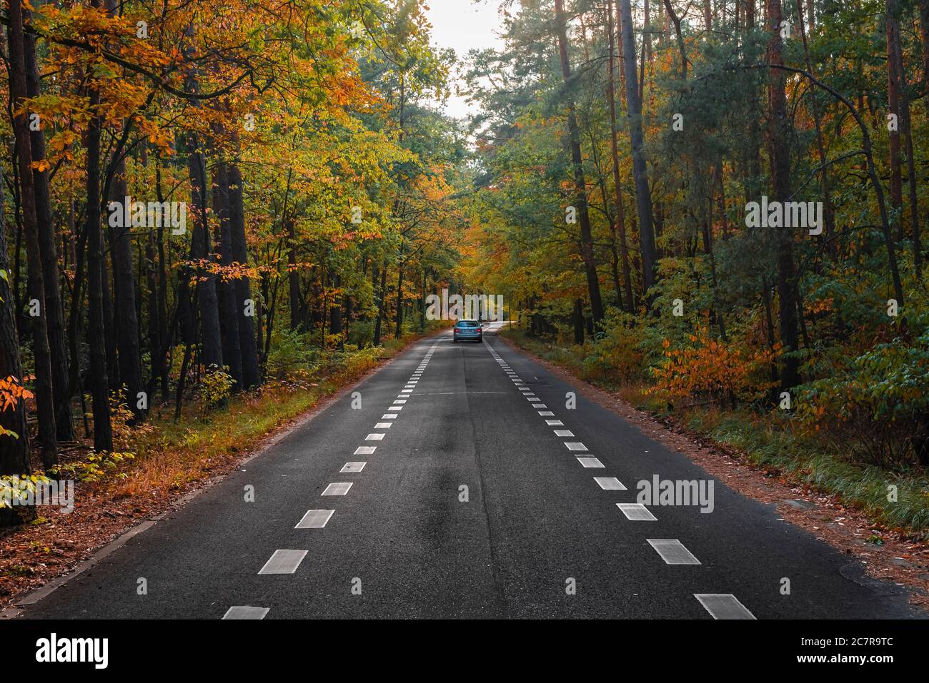 Road through an autumn forest, An autumn forest with a road, nice ...