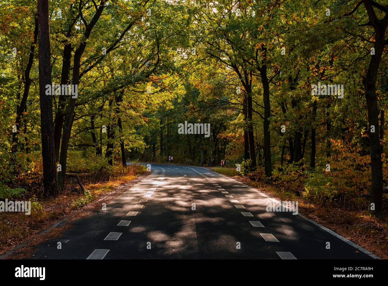 Road through an autumn forest, An autumn forest with a road, nice ...