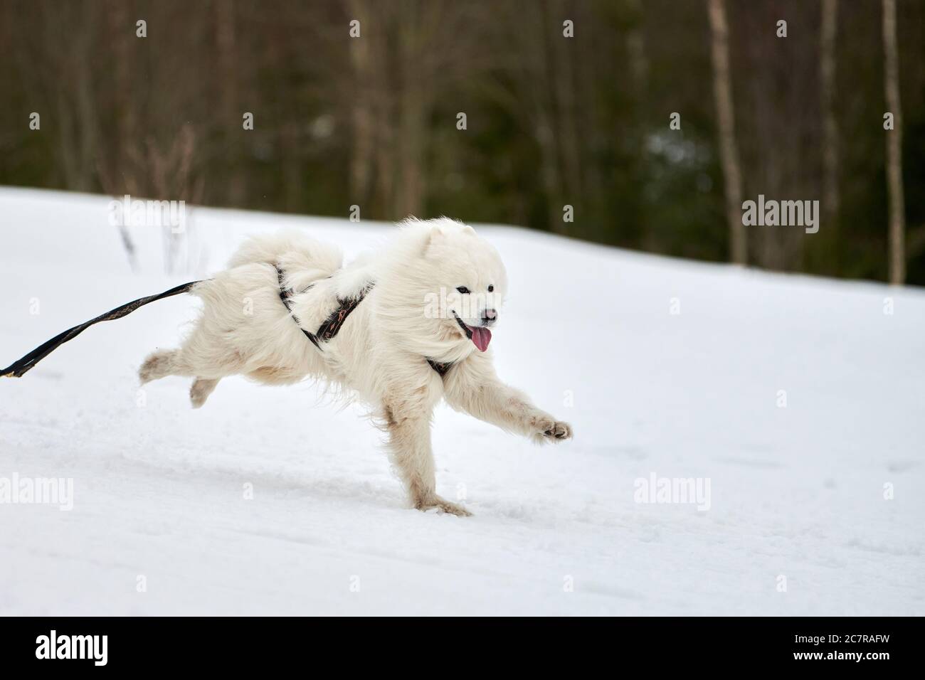 Samoyed team hi-res stock photography and images - Alamy