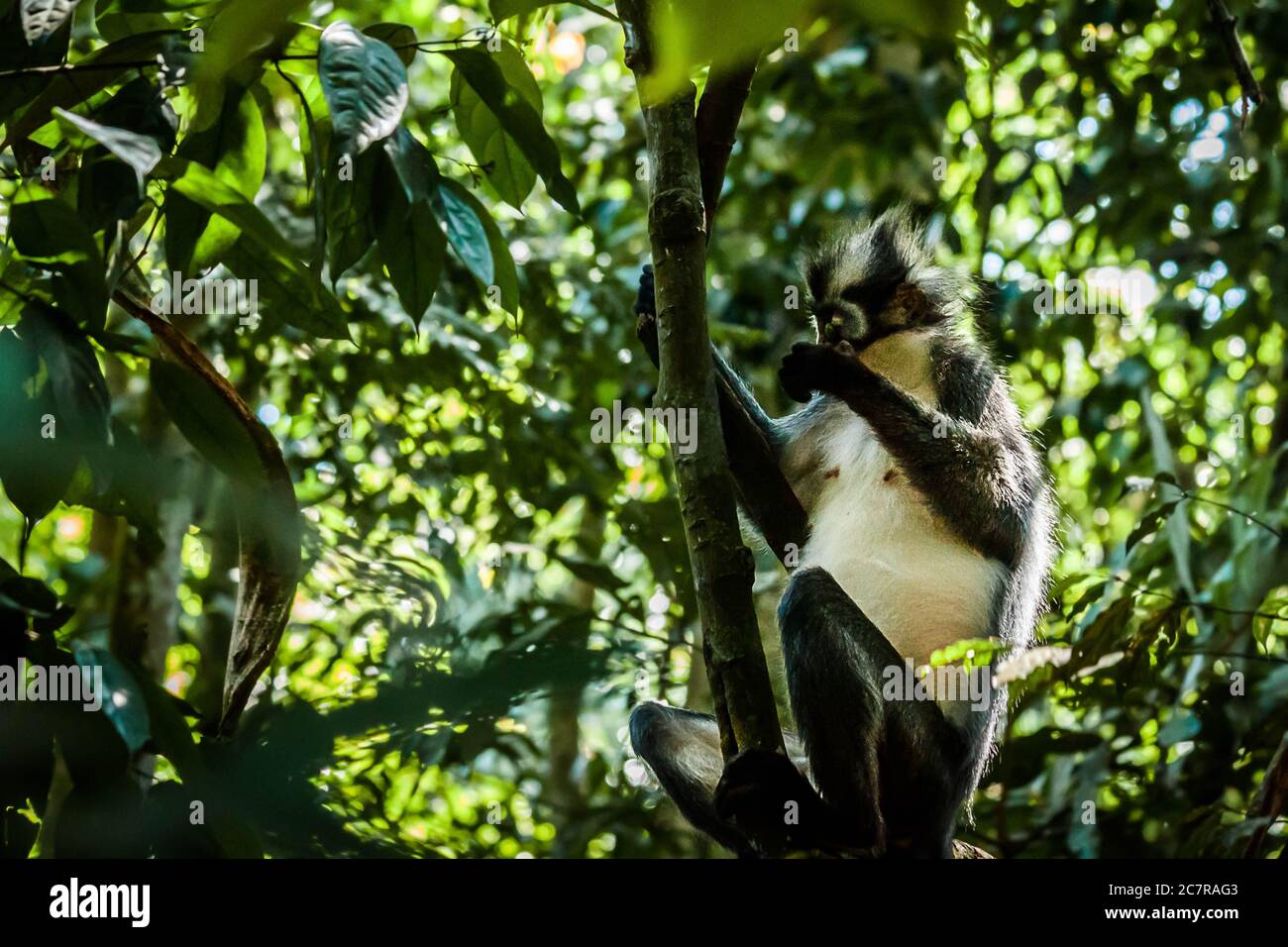 Thomas leaf monkey hi-res stock photography and images - Alamy
