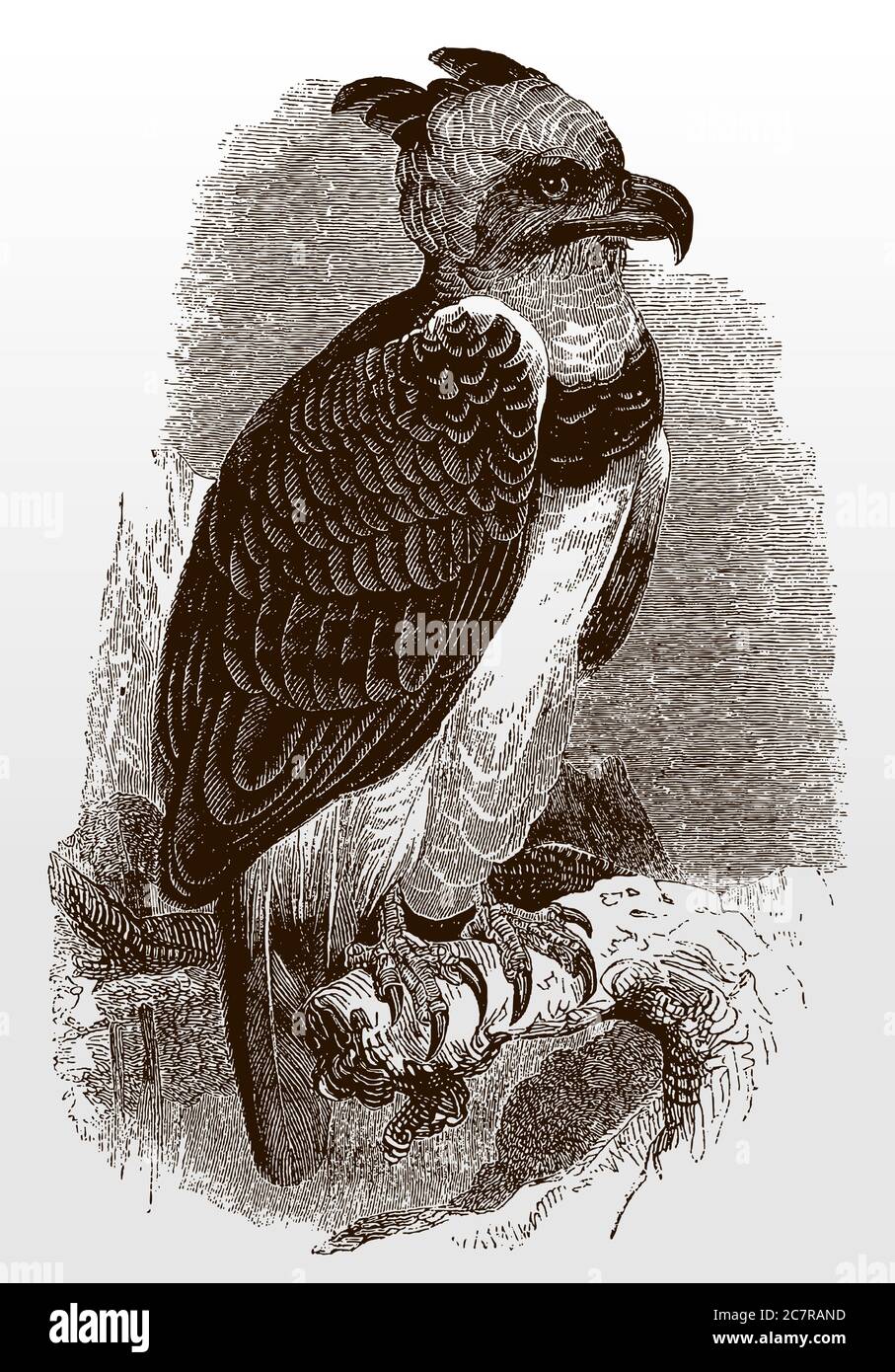 Adult harpy eagle harpia harpyja Stock Vector Images - Alamy