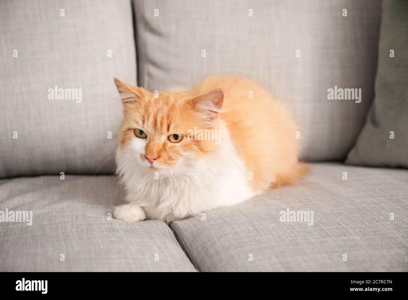 Cute cat on sofa at home Stock Photo - Alamy