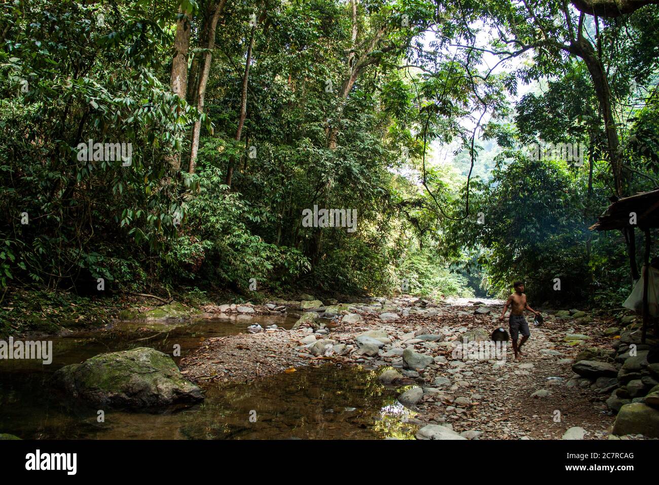 Sumatran local guide in the rainforest by the camping site Stock Photo ...