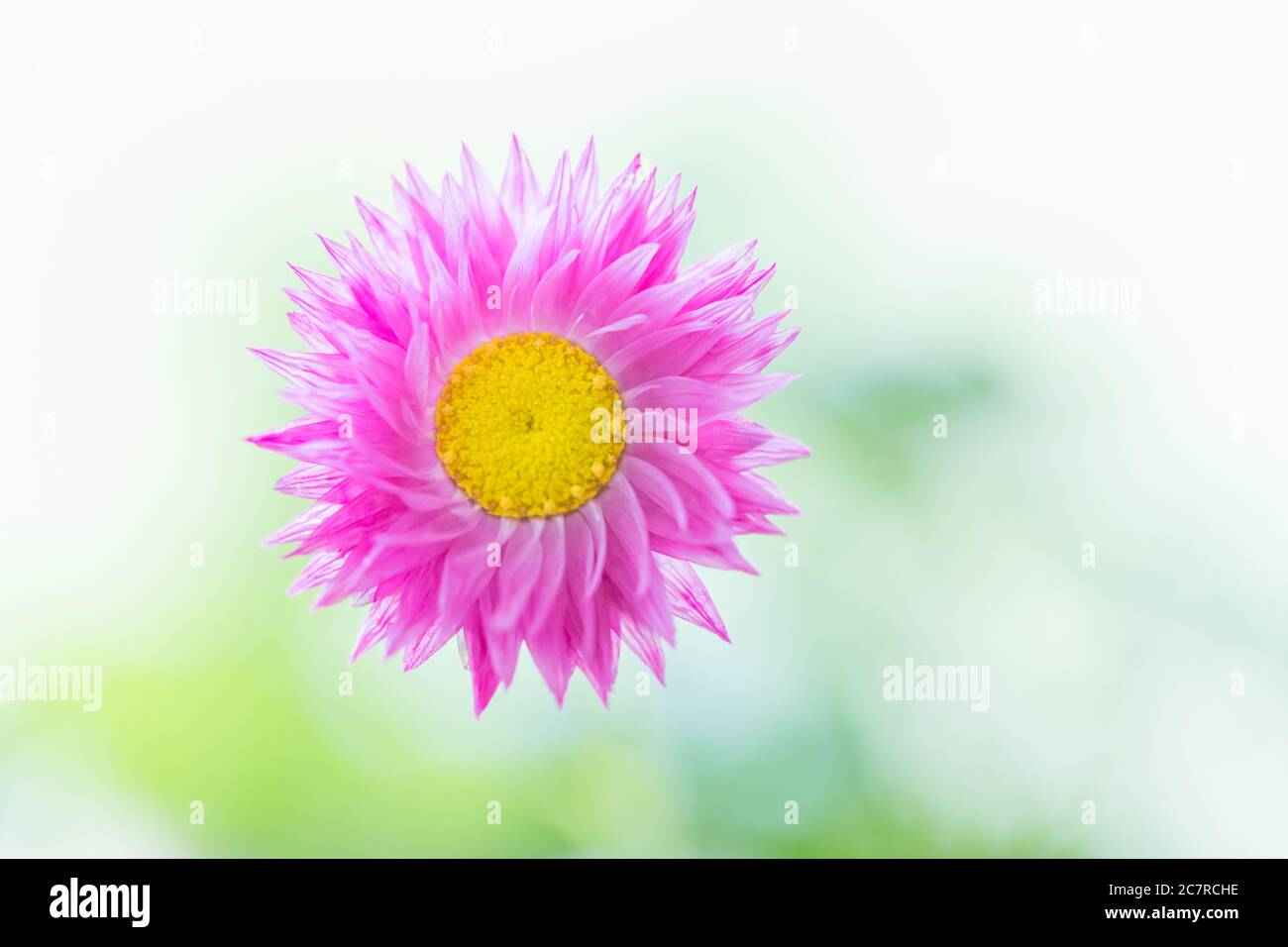 Cheerful daisy like flower hi-res stock photography and images - Alamy