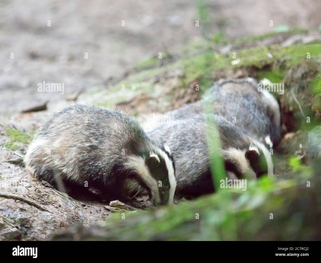 Eurasian Badger cubs (Meles meles) at their badger sett Stock Photo - Alamy