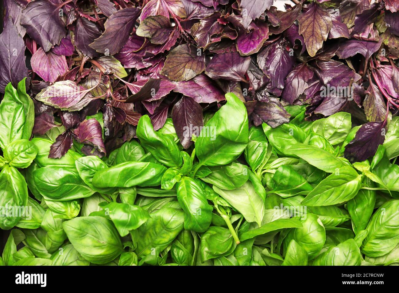 Fresh basil leaves as background Stock Photo - Alamy