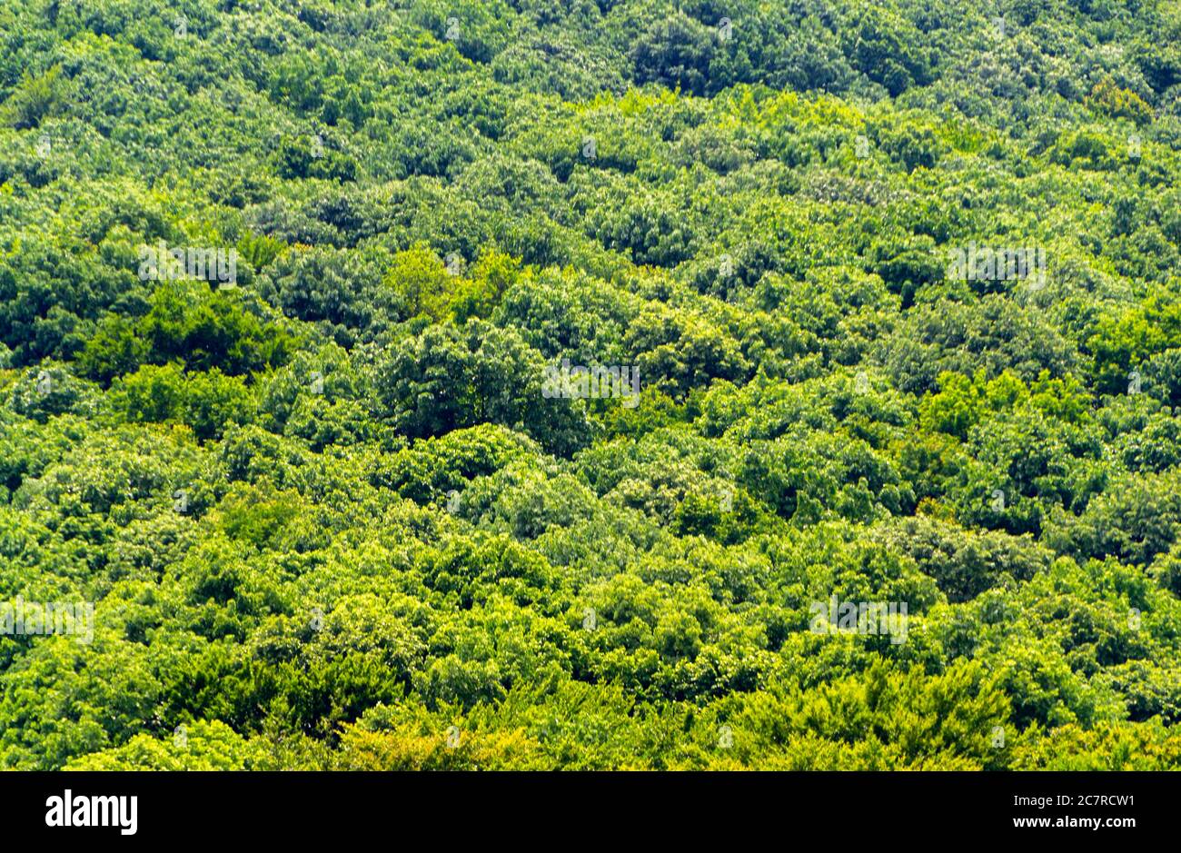 Deciduous mountain forest, summer colorful trees texture banner ...