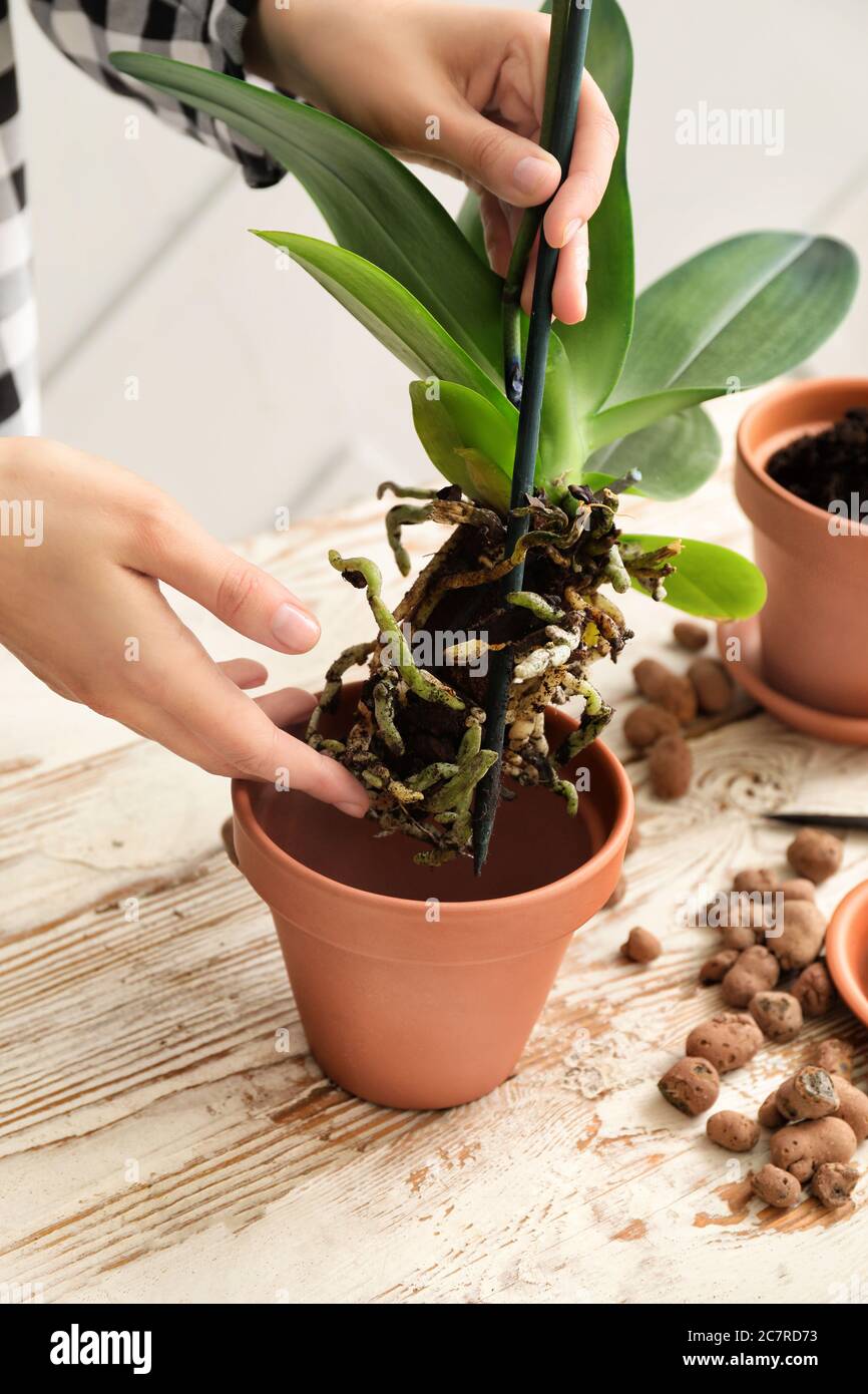 Replanting activity hi-res stock photography and images - Alamy