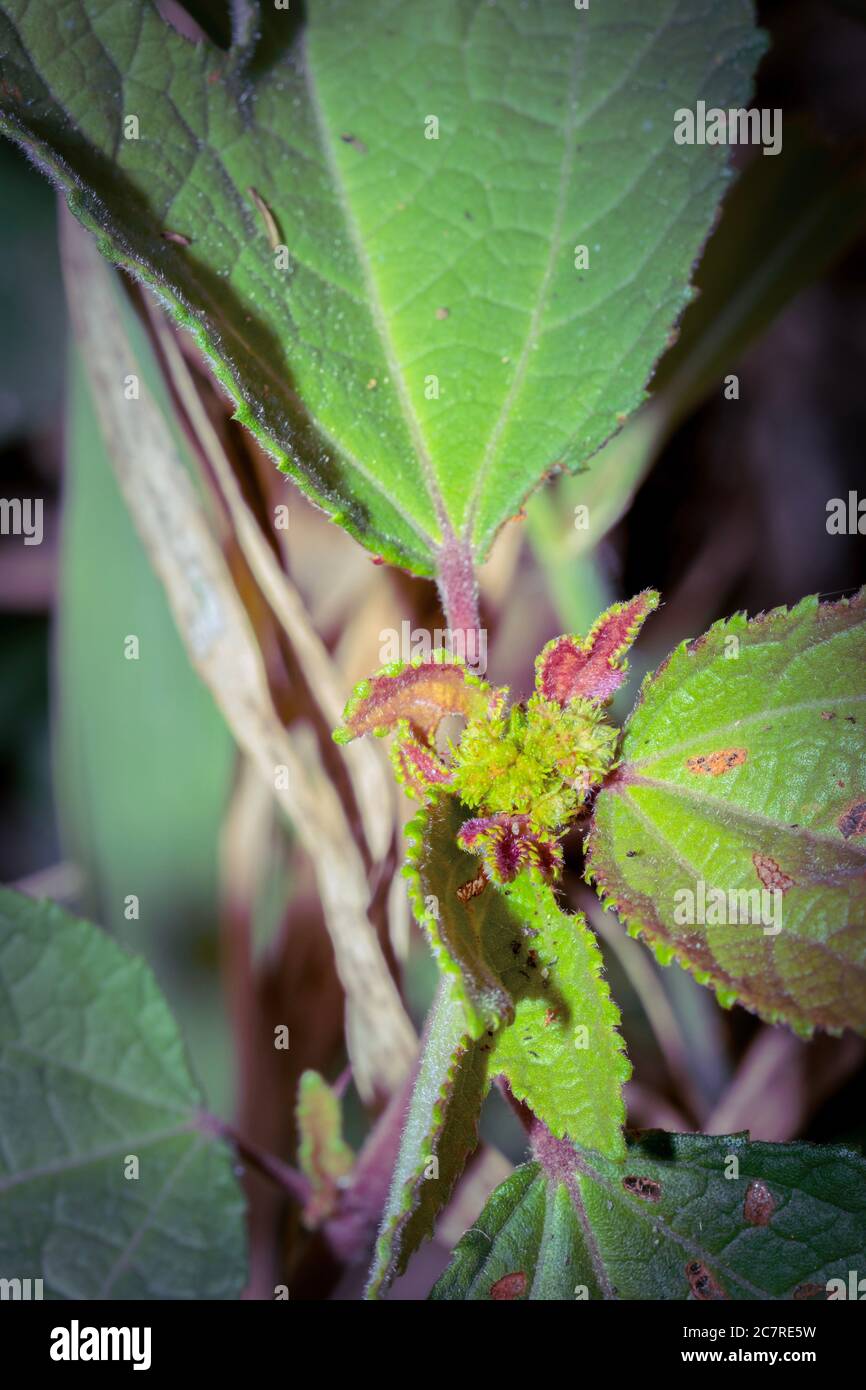 Uganda Flower High Resolution Stock Photography and Images - Alamy