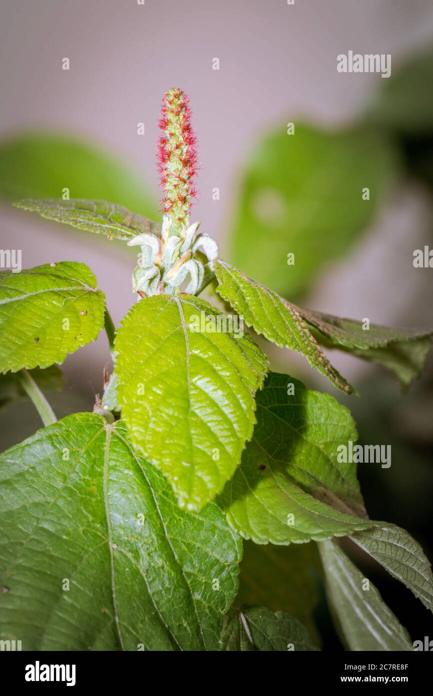 Uganda Flower High Resolution Stock Photography and Images - Alamy