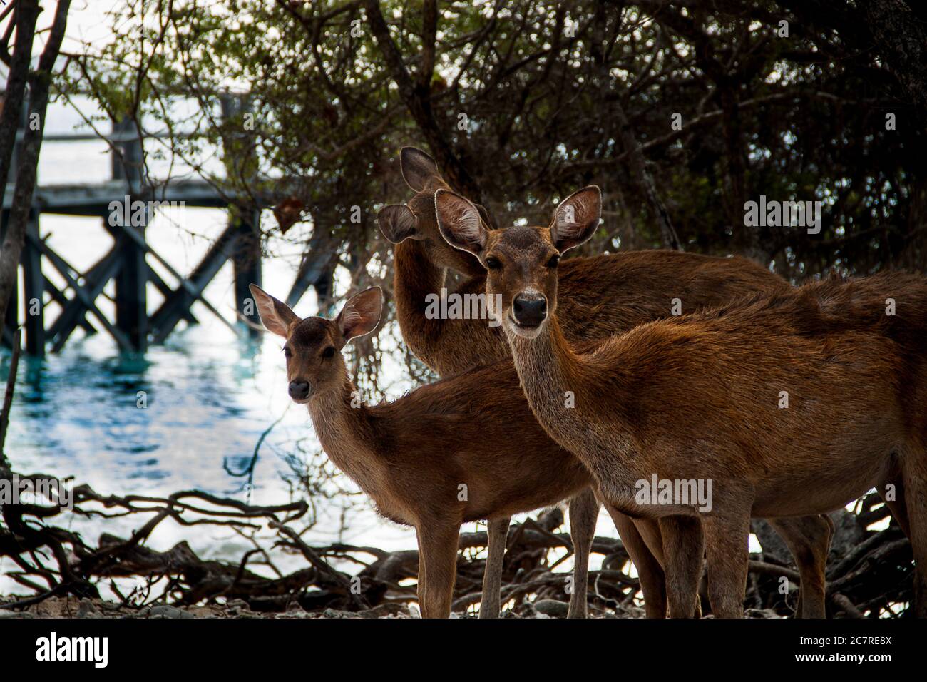 Three deer standing by the sea Stock Photo - Alamy