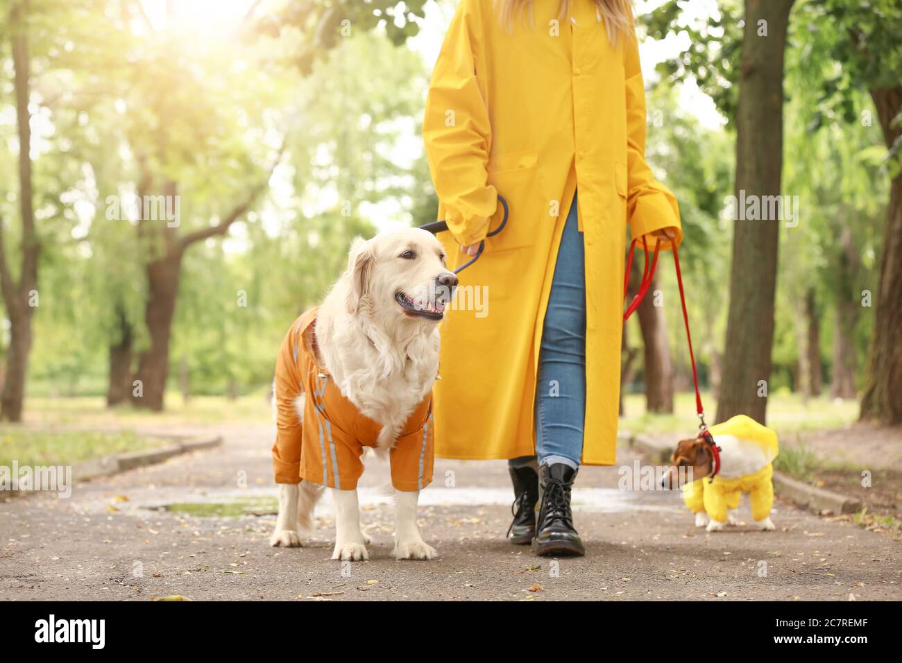 Funny dogs and owner in raincoats walking outdoors Stock Photo - Alamy