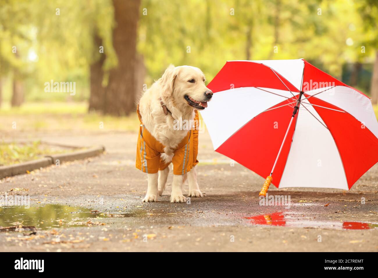 Funny Animals In The Rain