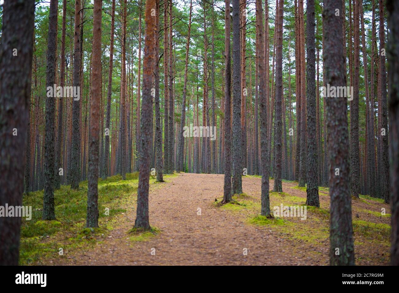 beautiful pine forest background Stock Photo - Alamy