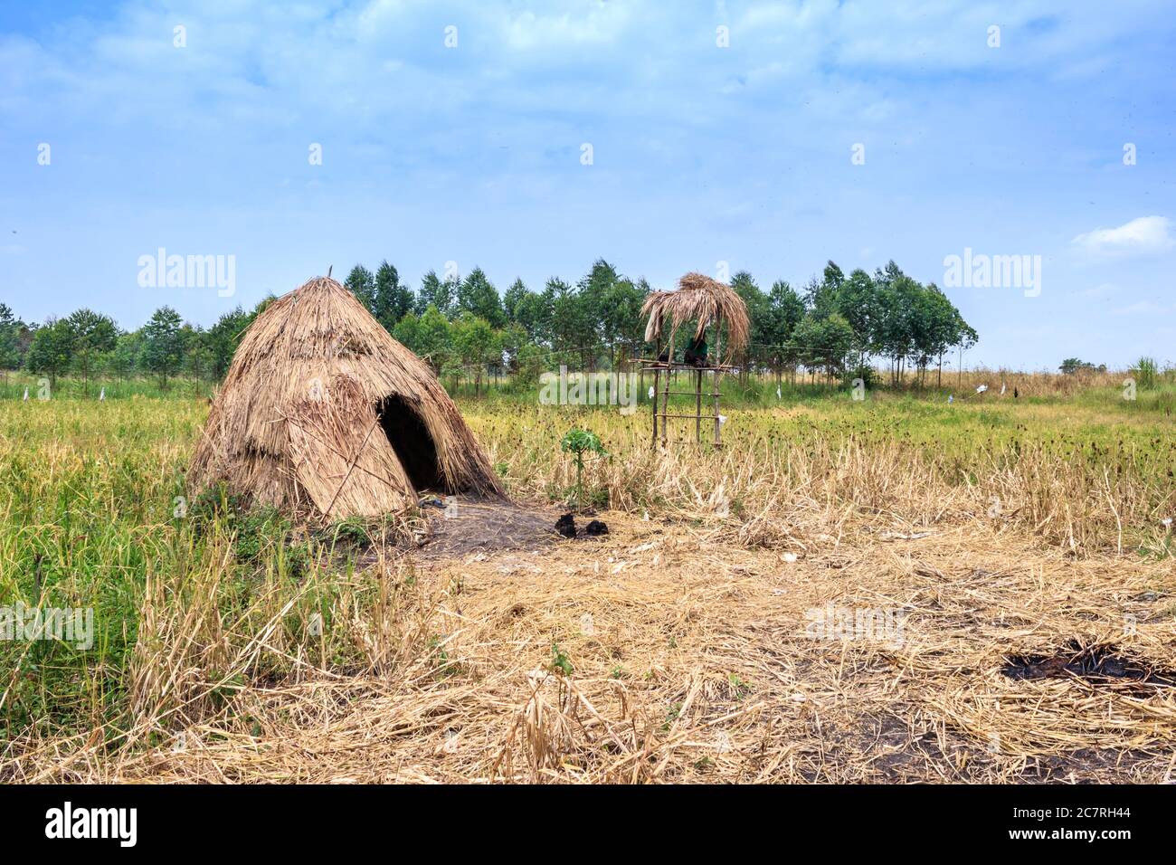 Mixed crop farming of Finger millet (Eleusine coracana) and Maize (Zea ...