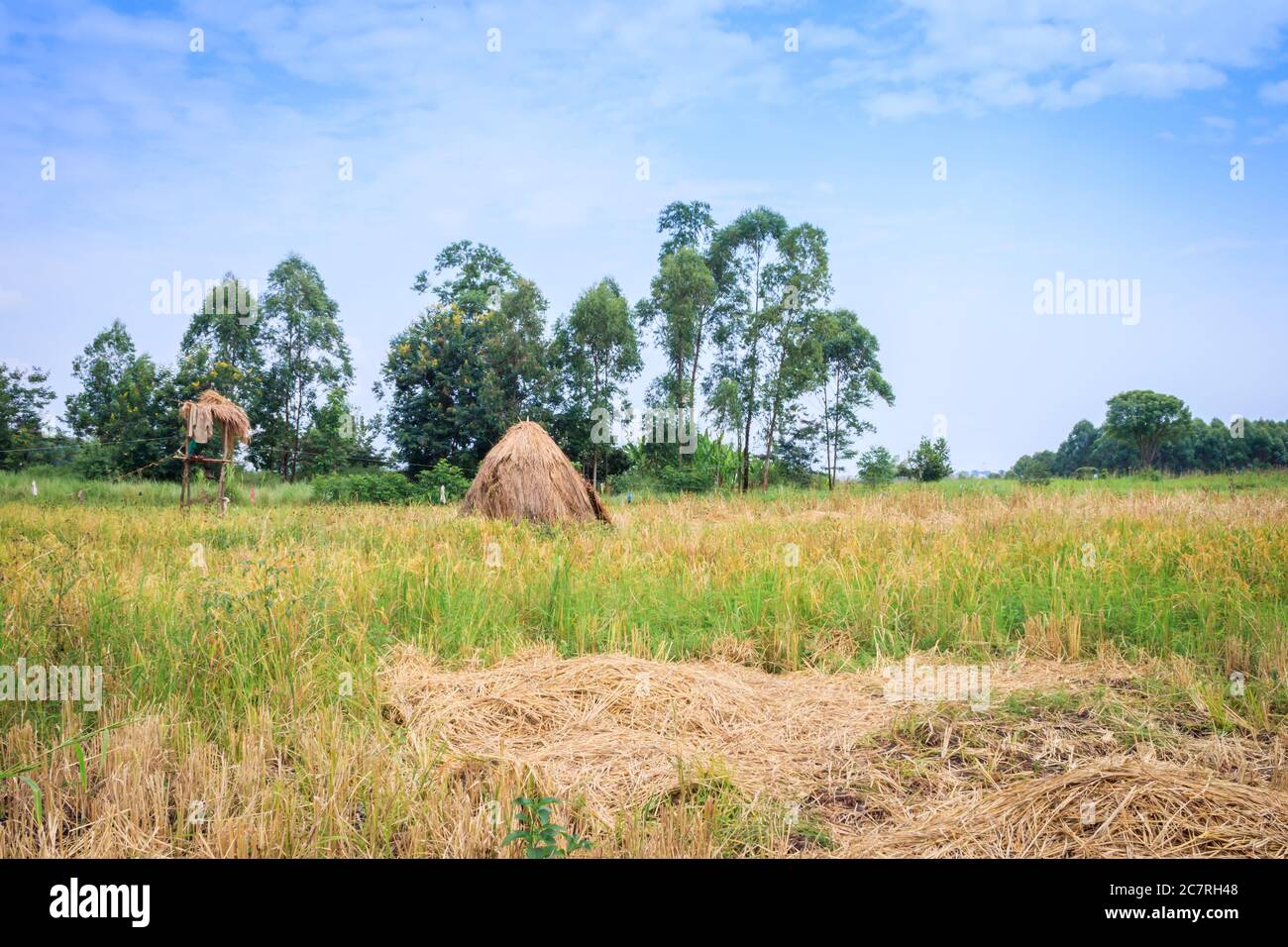 Mixed crop farming of Finger millet (Eleusine coracana) and Maize (Zea ...