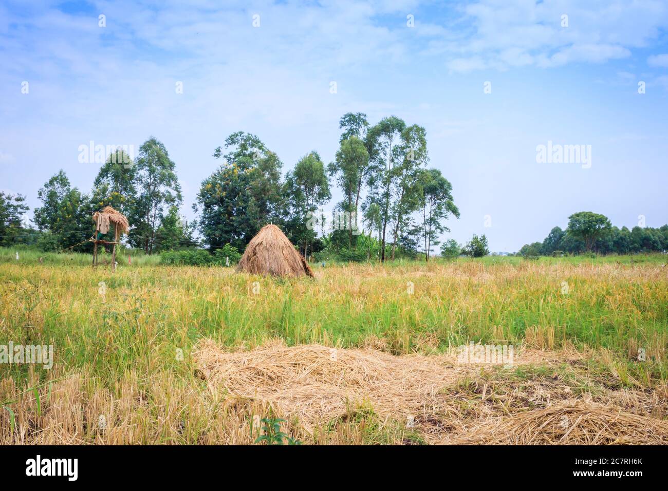 Mixed crop farming of Finger millet (Eleusine coracana) and Maize (Zea ...