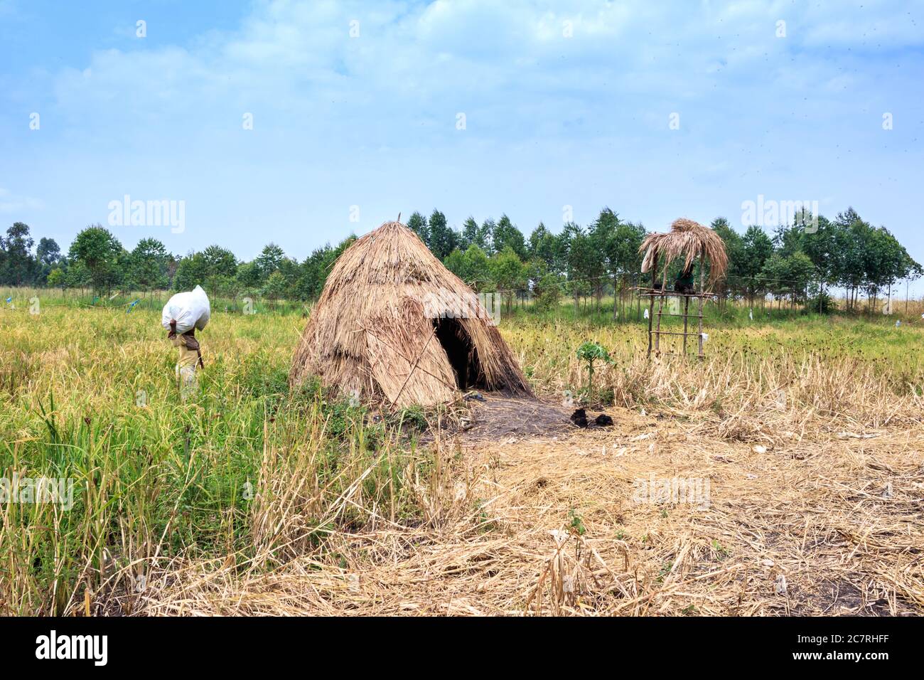 Mixed crop farming of Finger millet (Eleusine coracana) and Maize (Zea ...