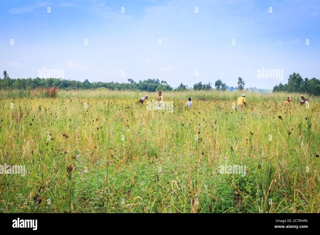 Mixed crop farming of Finger millet (Eleusine coracana) and Maize (Zea ...