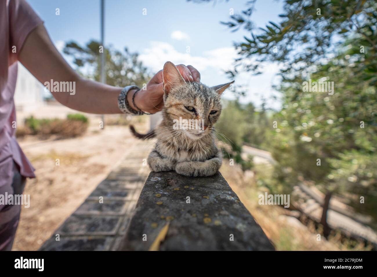 Hand caressing cat hi-res stock photography and images - Alamy