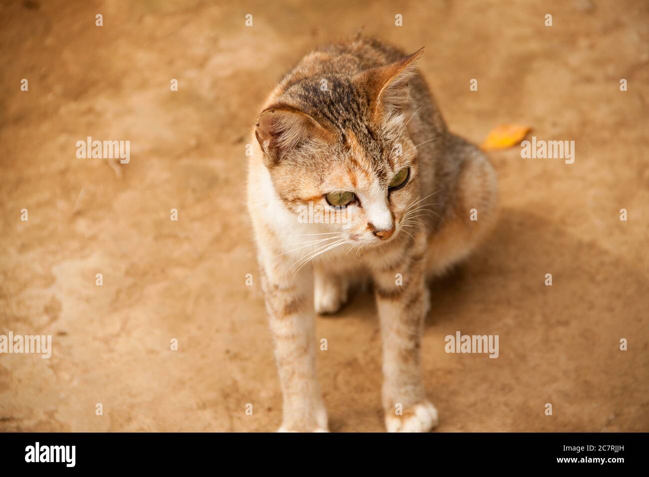 Zoom up cat hi-res stock photography and images - Alamy