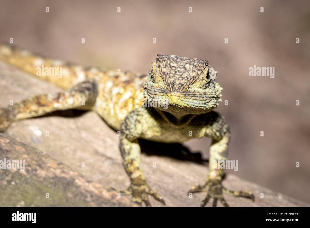 Brown lizard reptile uganda hi-res stock photography and images - Alamy