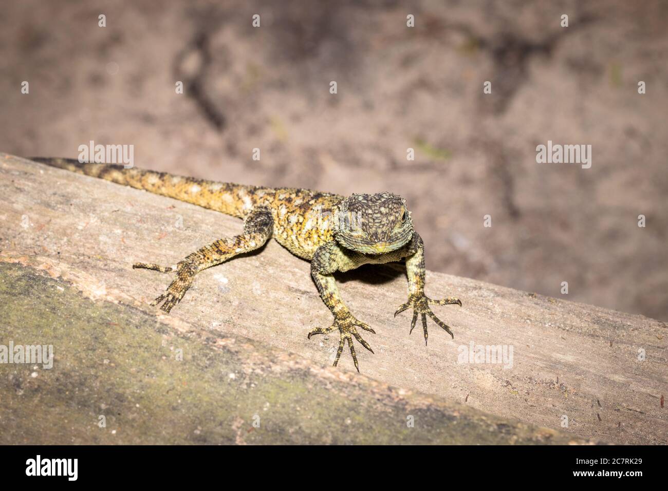 Brown Agama lizard, Ishasha, Uganda, Africa Stock Photo - Alamy