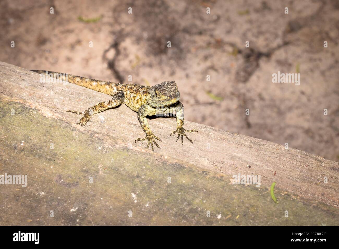 Brown Agama lizard, Ishasha, Uganda, Africa Stock Photo - Alamy