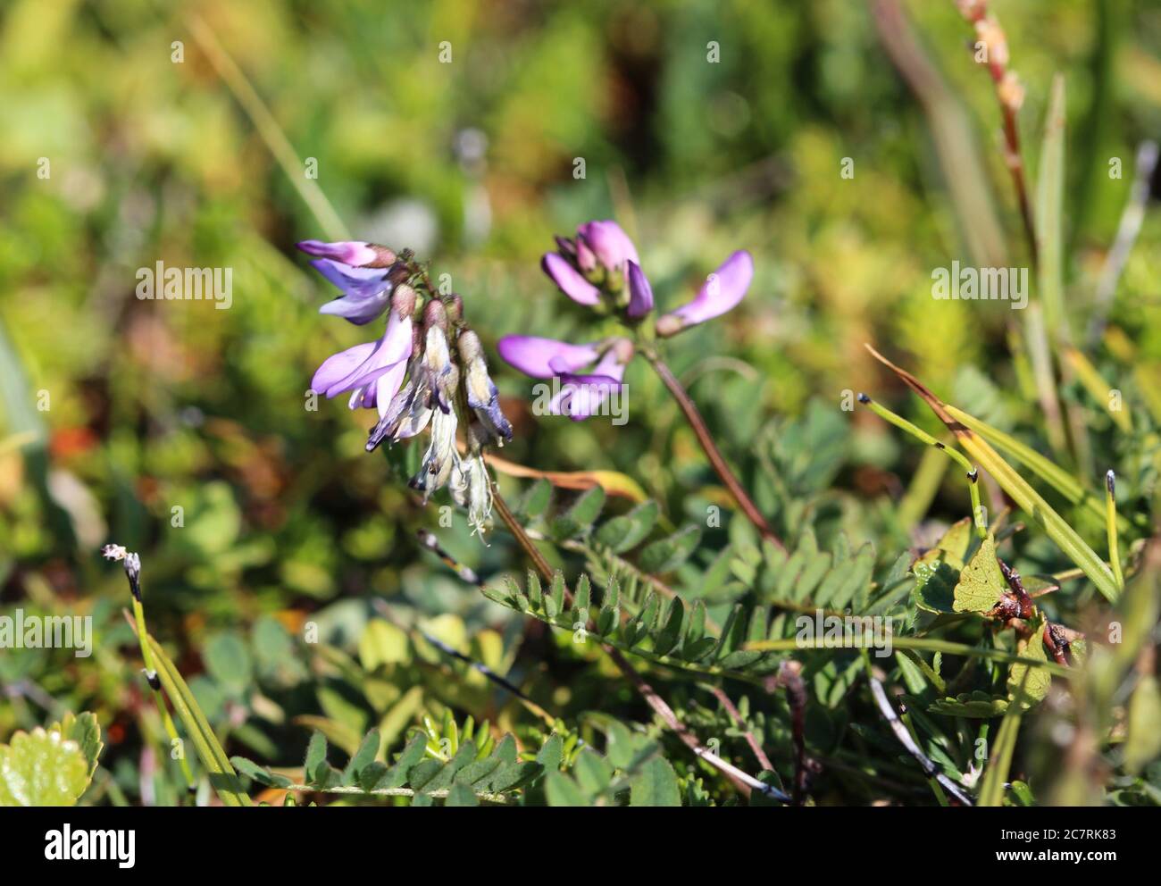 Close up of Astragalus alpinus, known by the common name alpine ...