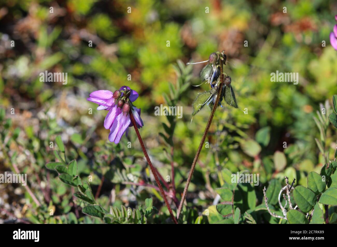 Close up of Astragalus alpinus, known by the common name alpine ...